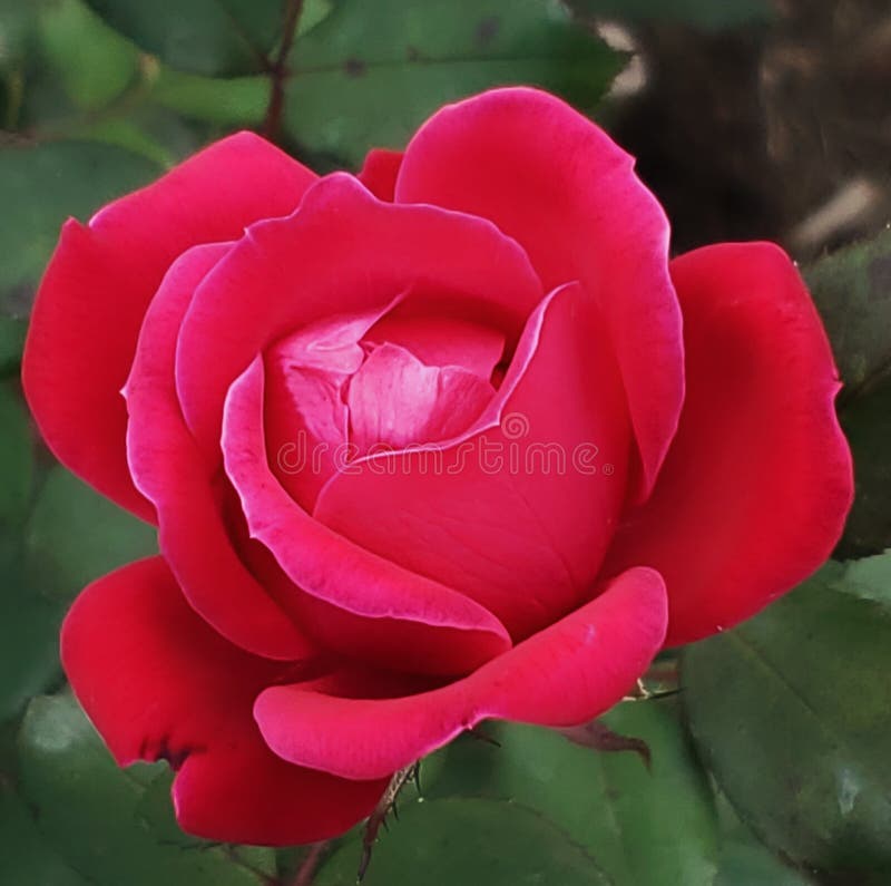 Red Rose in Portland,oregon Stock Image - Image of rose, northwest ...