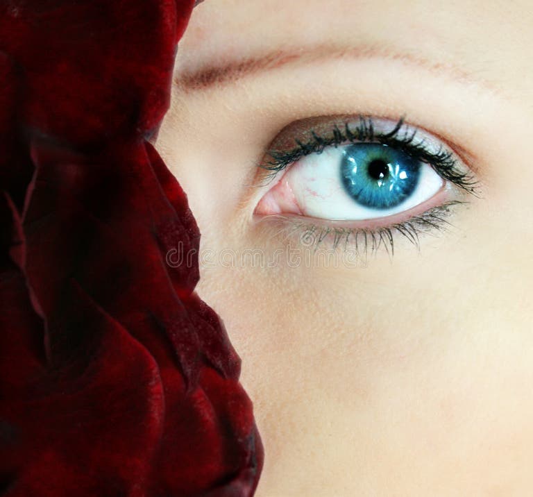 Red rose portrait stock image. Image of natural, flowery - 1897371