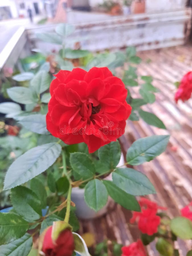 Red rose in pot stock photo. Image of leaf, rose, pink - 274060114