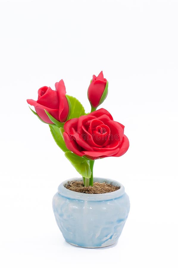 Red rose in pot stock photo. Image of foliage, floral - 69206416