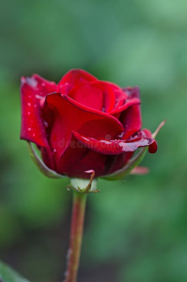 Red Rose Pride of England Blooming in Roses Garden Stock Photo - Image ...