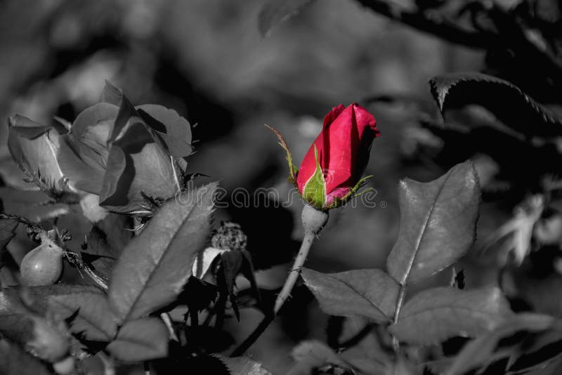 Red Rose in a Public Back Groud Stock Image - Image of objects, back ...