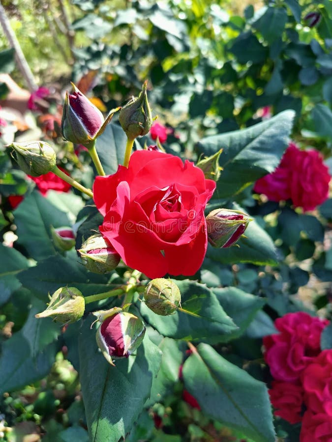 Red rose stock photo. Image of flower, garden, pure - 333178184