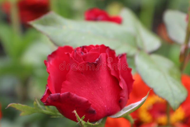 Red rose stock image. Image of queen, rose, gift, prickly - 98434227