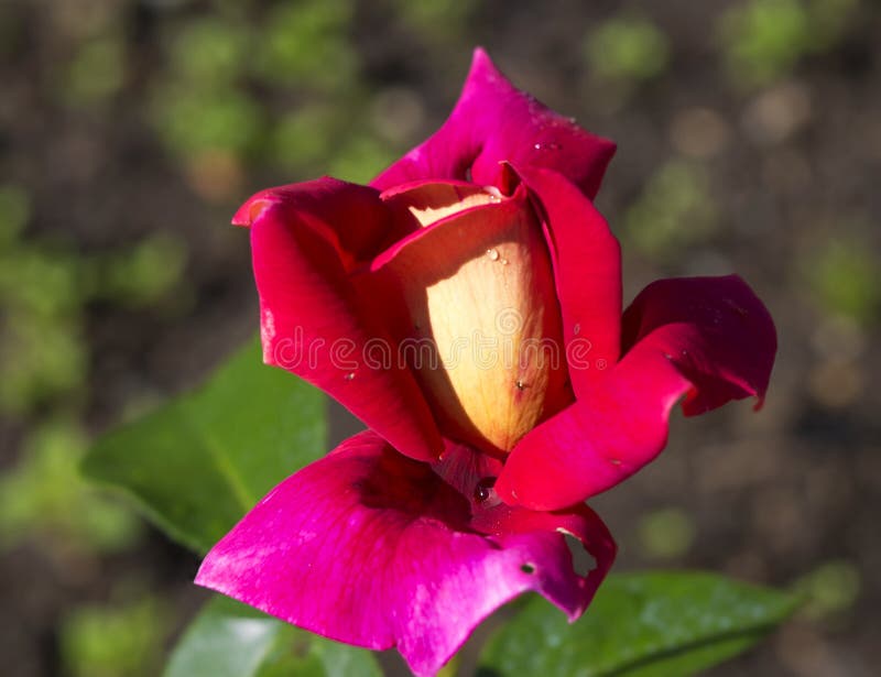Red rose. stock photo. Image of flowering, petal, rose - 221463184