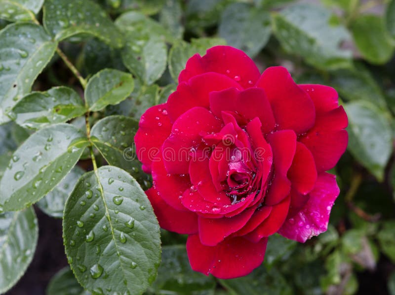 Red Rose. stock image. Image of summer, flower, blossom - 223795729