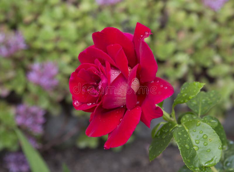 Red Rose. stock photo. Image of petal, rose, nature - 223795792