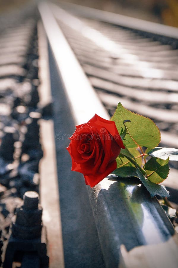 Red rose on a rail stock image. Image of backlight, nature - 277813753