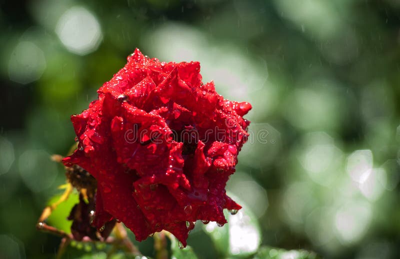 Red rose in the rain stock image. Image of rain, garden - 27121291