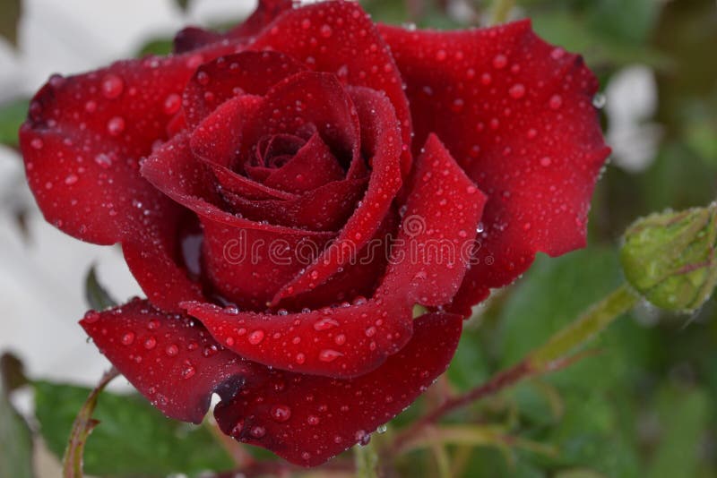 Red rose after rain stock photo. Image of rain, greenery - 87568240