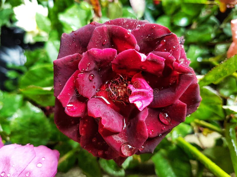 Red Rose after Rain stock image. Image of rain, beauty - 108351417