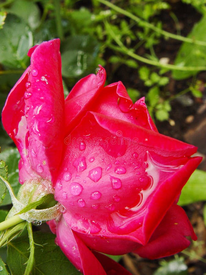 Red Rose With Rain Drops Picture. Image: 3082659