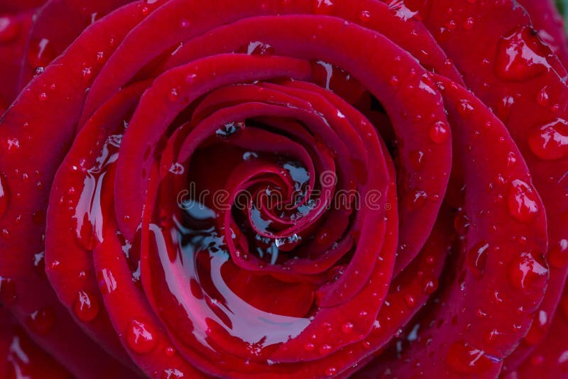 Red Rose with Rain Drops on it Stock Photo - Image of center, close ...