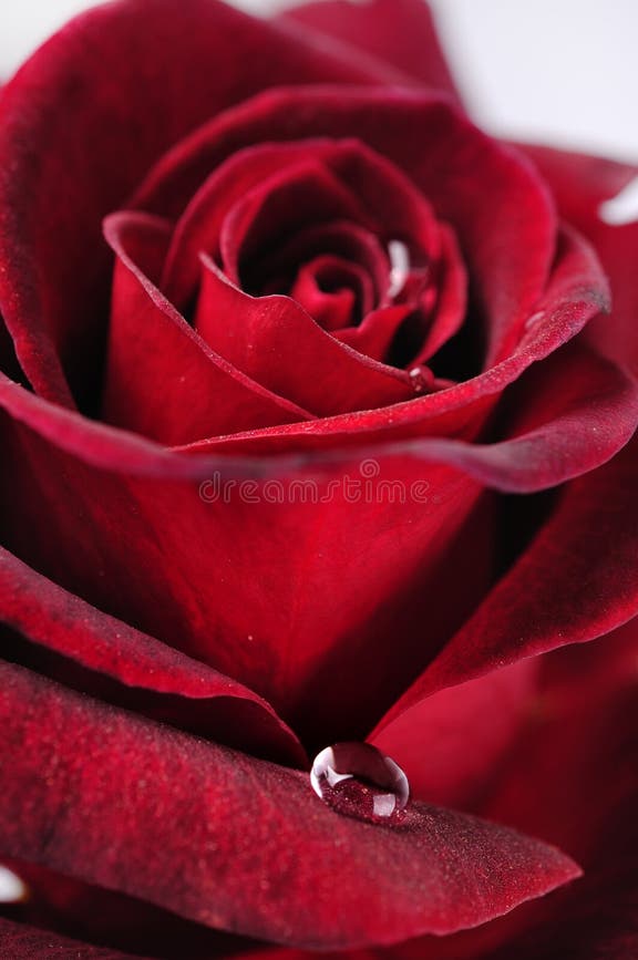 Red Rose with Rain Drops, Macro Stock Photo - Image of fragility, petal ...