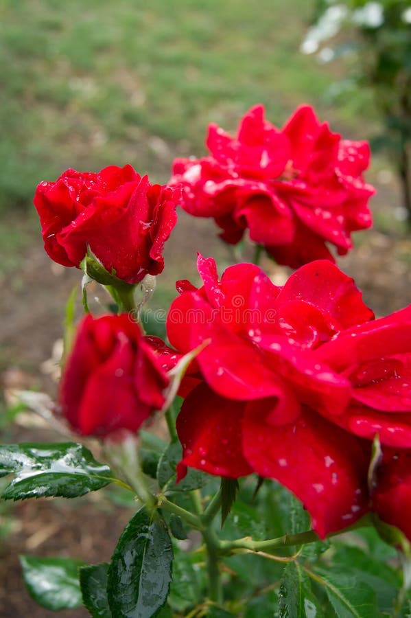Red rose in the rain stock photo. Image of botanical - 59691686