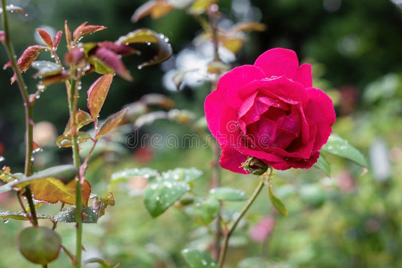 Red Rose after Rain in the Garden. Stock Image - Image of rose, natural ...