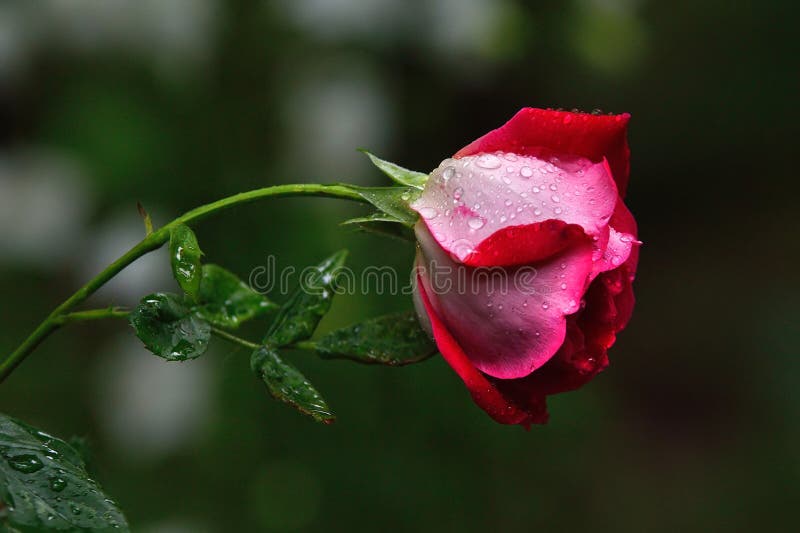 Red Rose in Rain. Garden Rose with Raindrops, Green Dark Background ...