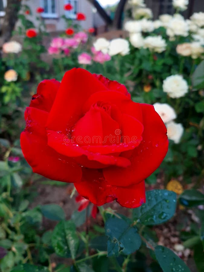 Red rose after the rain stock image. Image of shrub - 247883903