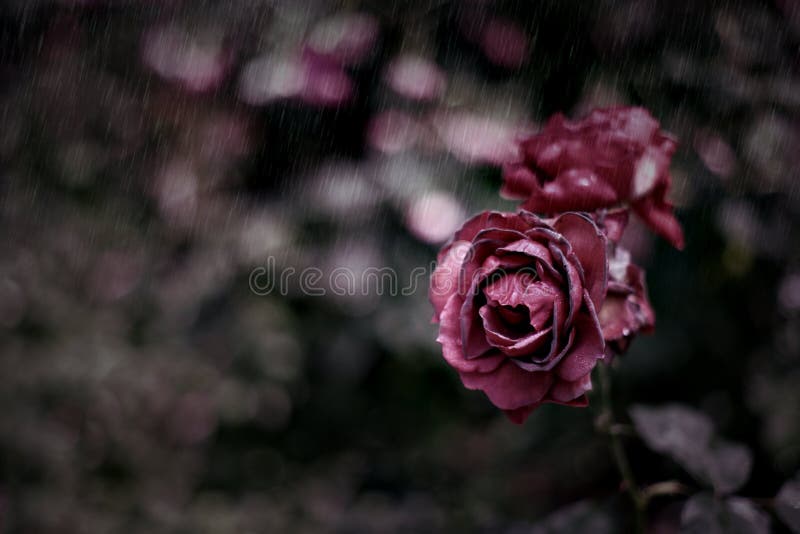 Red rose in the rain stock image. Image of rain, season - 89618917