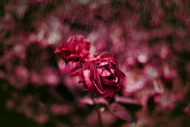 Red rose in the rain stock photo. Image of rose, bloom - 89618954