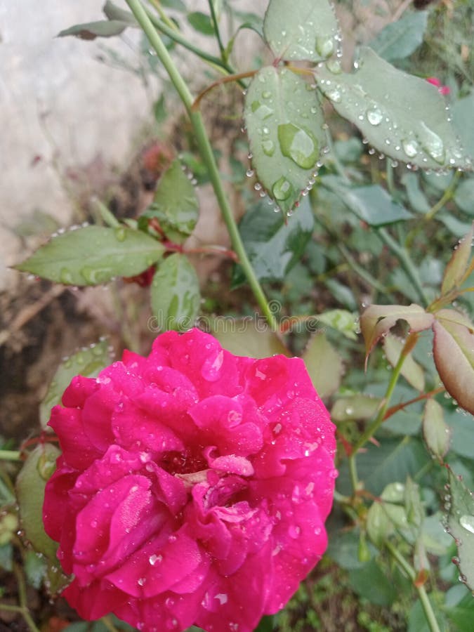 A red rose after rain stock image. Image of peony, bouquet - 240017221