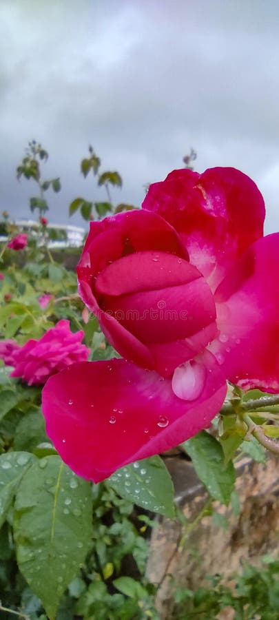 Red Rose & Rain stock photo. Image of india, garden - 229845064