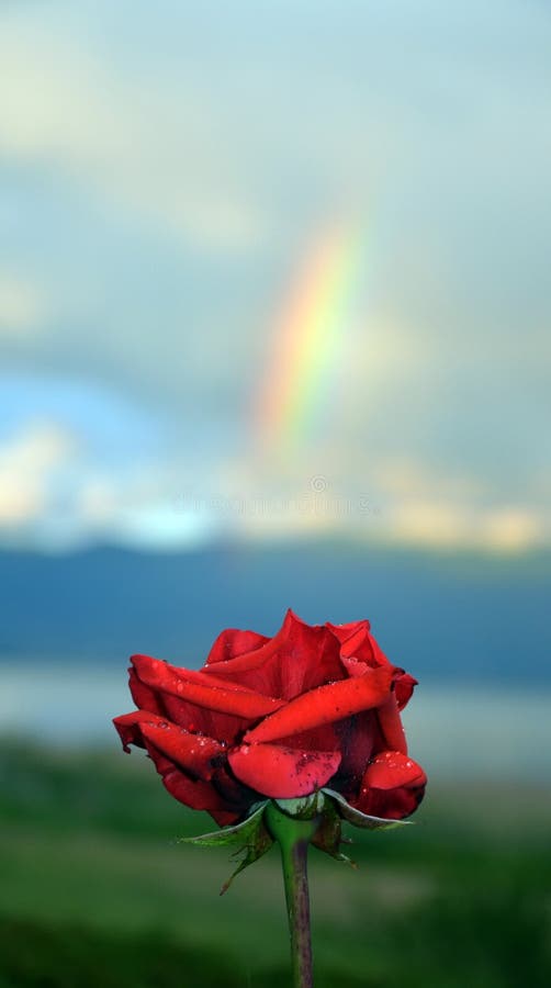 Red rose and rainbow stock photo. Image of flower, love - 41208756