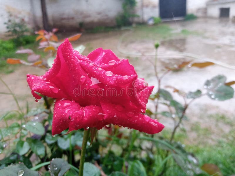 Bud of Red Rose with Raindrops Stock Image - Image of color, blurred ...