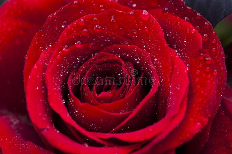 Red rose with raindrops stock photo. Image of water, drop - 45824776