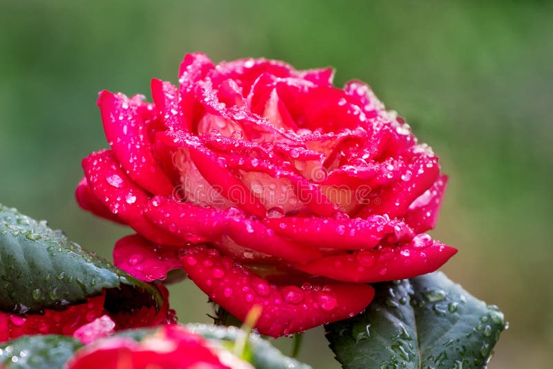 Red Rose with Raindrops Closeup on Blurred Background_ Stock Photo ...