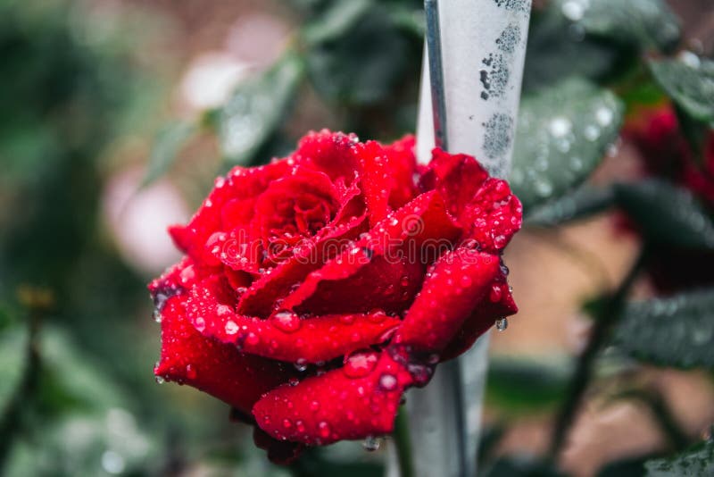 Red Rose with raindrops stock image. Image of floral - 130904793