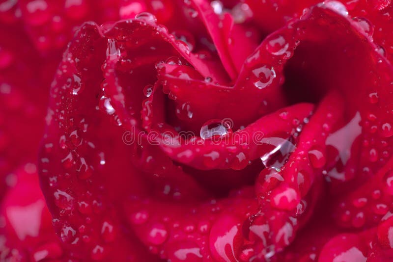 A red rose with raindrops stock photo. Image of anniversary - 135066128
