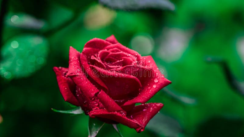 Red rose with raindrops stock image. Image of rose, bokeh - 221263703