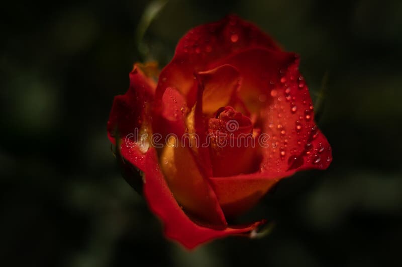 Raindrops on Beautiful Red Rose in the Garden Stock Photo - Image of ...