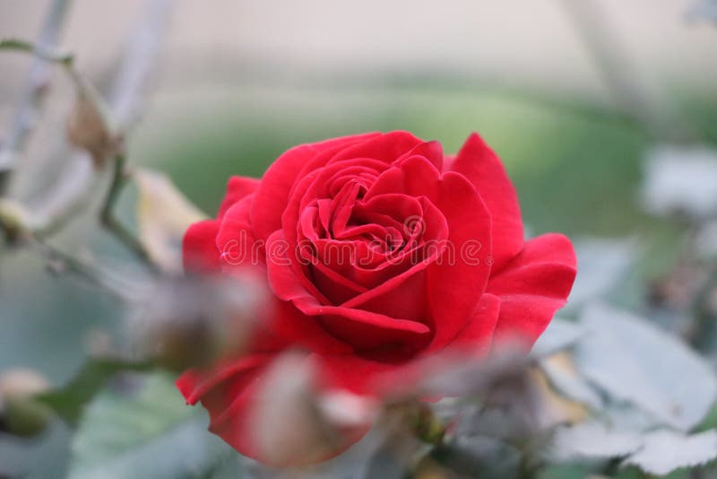 Red Rose Ready To Bloom on the Green Branches Brokens Holding the ...