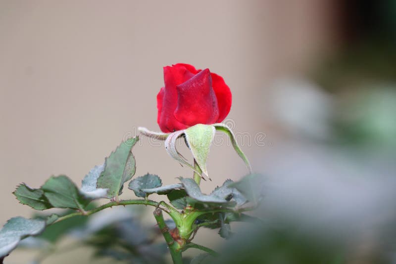 Red Rose Ready To Bloom on the Green Branches Brokens Holding the ...