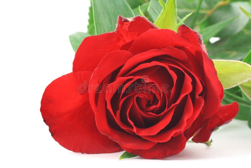 Red roses stock image. Image of copy, card, corner, space - 19548825