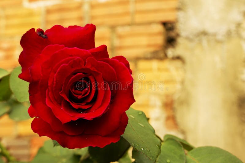 Red rose stock photo. Image of clove, flowers, rose - 134892974