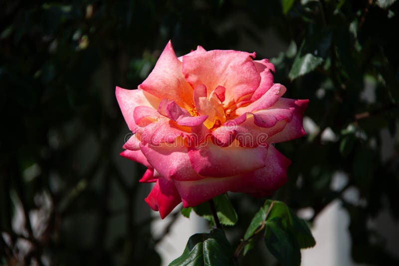 Red rose stock photo. Image of flora, bouquet, spring - 297381446