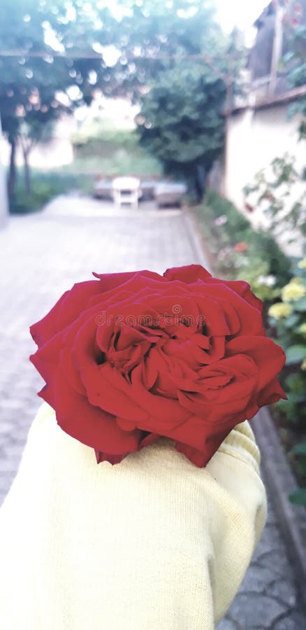 Red rose stock image. Image of rose, beauty, lovee, summer - 161479417