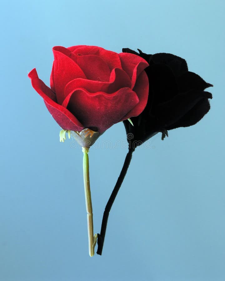 Red Rose Reflection stock photo. Image of glass, mirror - 81960