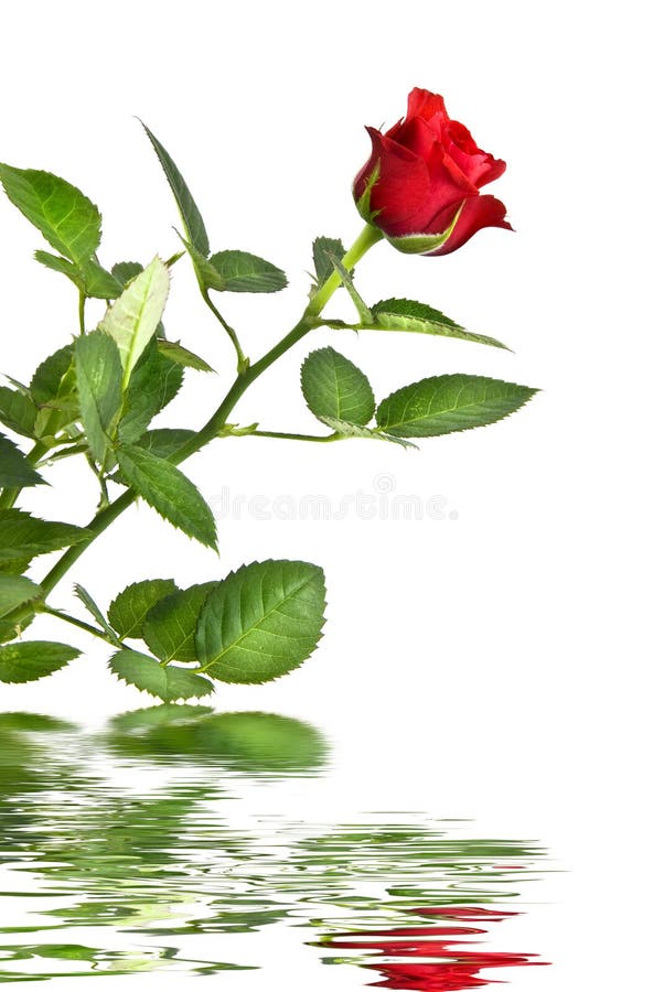 Red Rose with Reflection Isolated on White Stock Image - Image of rose ...