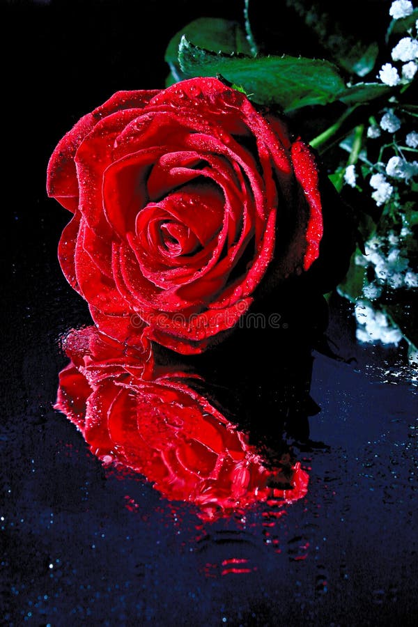 Red rose reflection stock photo. Image of laid, reflection - 181273332