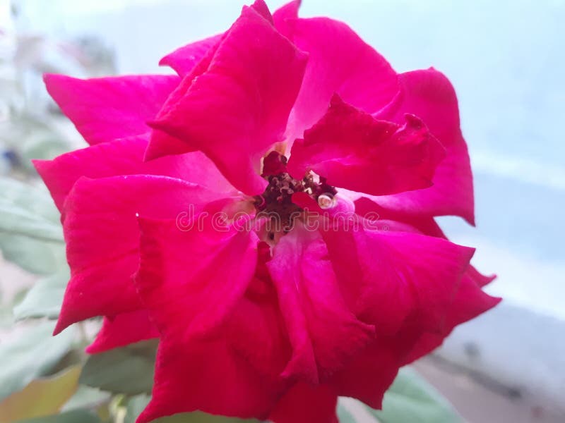 A Red Rose Represents Love and Passion Stock Image - Image of beauty ...