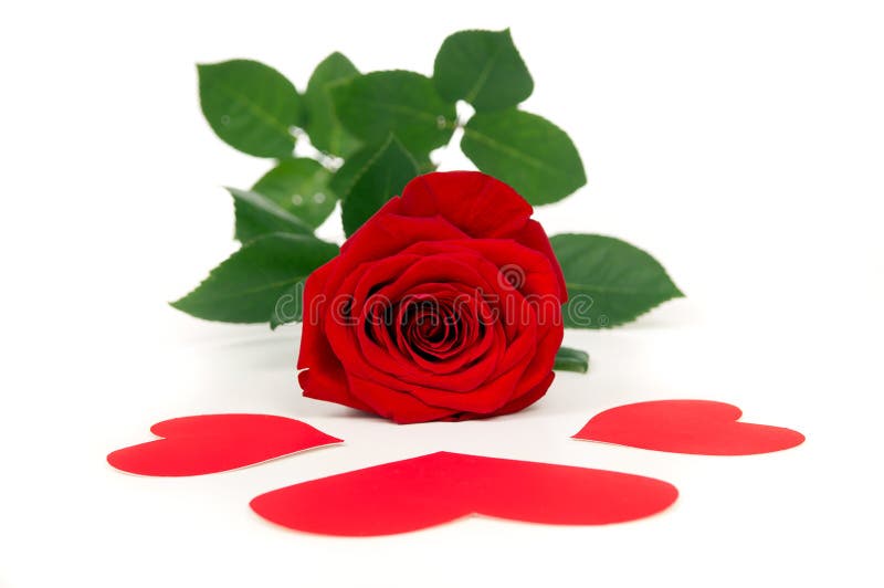 Red Rose Rests with Three Hearts Stock Photo - Image of flower, bloom ...