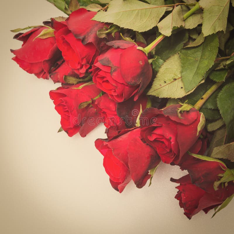 A Rose Trampled on the Ground Stock Photo - Image of resurrection ...