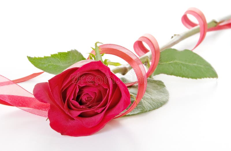 Red Rose With Ribbon stock photo. Image of romantic, green - 9262278