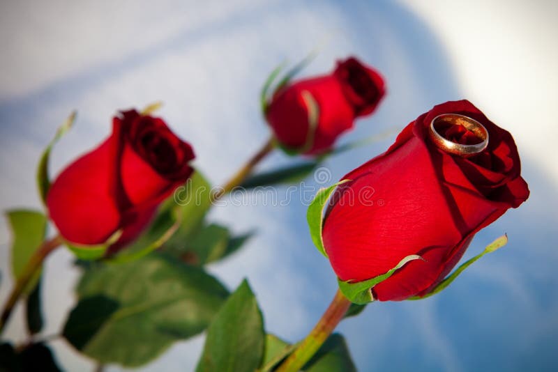Red rose and ring stock image. Image of covered, ring - 24324363