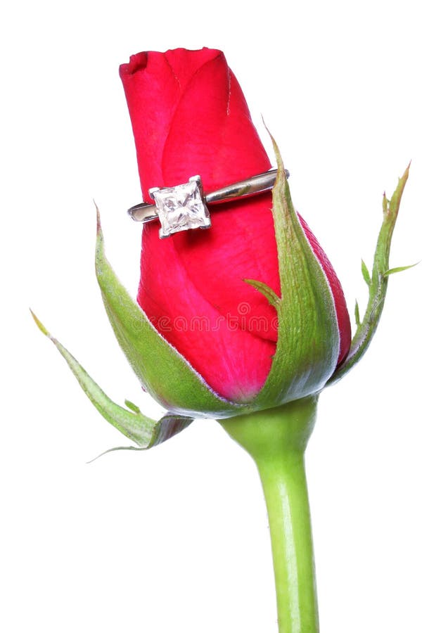Red Rose and Ring stock photo. Image of pair, marry, togetherness - 399444