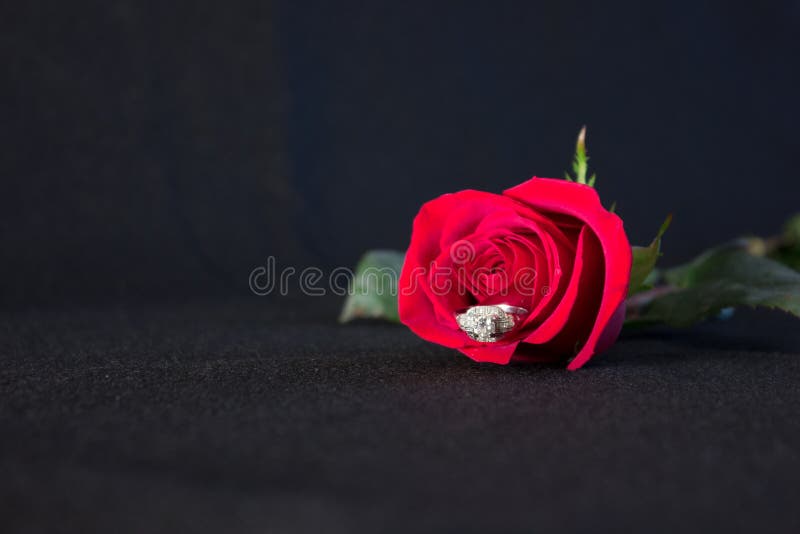 Red rose and ring stock photo. Image of resting, closeup - 49853394